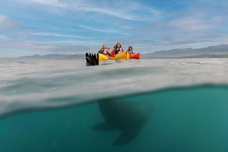 Kaikoura: Private Guided Kayak Tour with Seals - What You Can Expect from the Tour