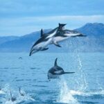 Kaikoura Whale and Dolphin Overnight Tour from Christchurch - Authentic Insights from Reviewers