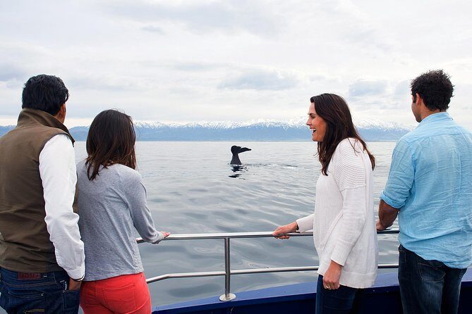 Kaikoura Whale Watch Day Tour from Christchurch - The Scenic Drive and Land Stops