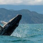 Kaikoura Whale Watch Tour from Christchurch - Small Group - Analyzing the Value and Experience