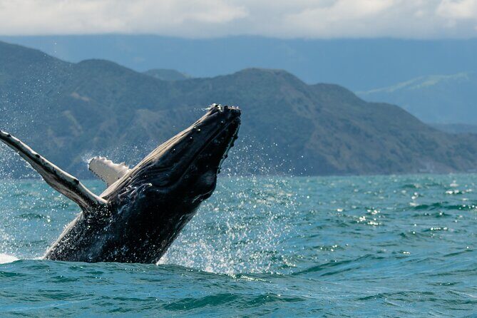Kaikoura Whale Watch Tour from Christchurch - Small Group - Analyzing the Value and Experience