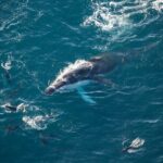 Kaikoura Whale Watching - 45 Minute Ocean Safari - The Experience from a Traveler’s Perspective