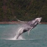 Kaikoura: Whale Watching Cruise - An In-Depth Look at the Kaikoura Whale Watching Experience