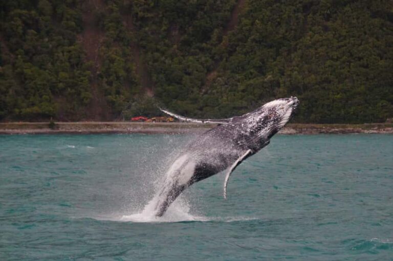 Kaikoura: Whale Watching Cruise - An In-Depth Look at the Kaikoura Whale Watching Experience