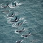 Kaikoura: Whale Watching Flight - The Practicalities