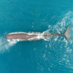 Kaikoura: Whale Watching Flight with Commentary - Marine Life Sightings: What You Might See