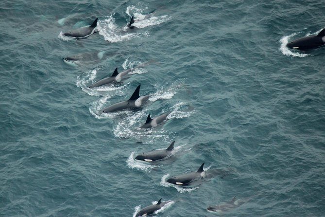 Kaikoura: Whale Watching Flight - The Practicalities