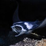 Kailua Kona: Manta Ray Night Snorkel Tour with Guide - Why This Tour Excels