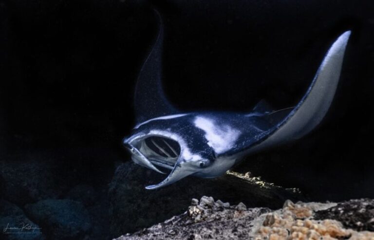 Kailua Kona: Manta Ray Night Snorkel Tour with Guide - Why This Tour Excels