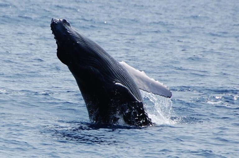 Kailua-Kona: Whale Watching Cruise on the Big Island - The Whale Sighting Experience