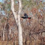 Kakadu VIP Backpackers - The Sum Up