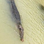 Kakadu Yellow Waters Cruise & Katherine Gorge Helicopter Scenic - The Richness of Reviews and Authentic Experiences