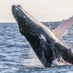 Kalbarri Whale Watching Tour - Why This Tour Stands Out