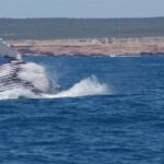 Kalbarri Whale Watching Tour - Who Should Consider This Tour?