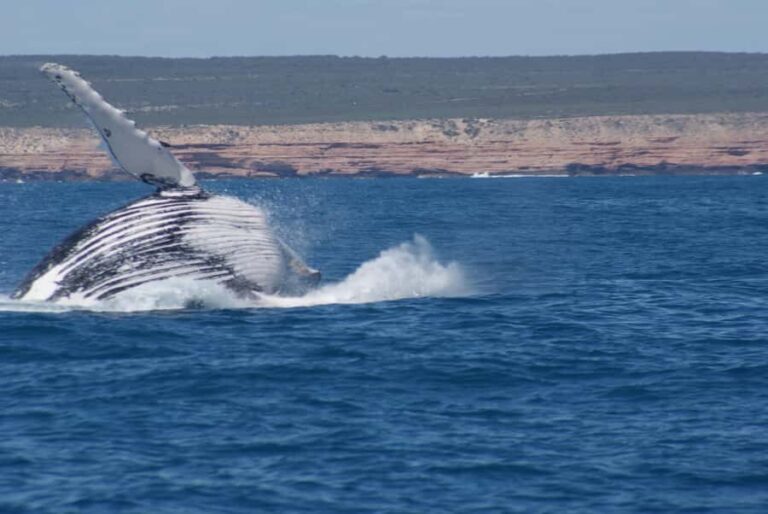 Kalbarri Whale Watching Tour - Who Should Consider This Tour?