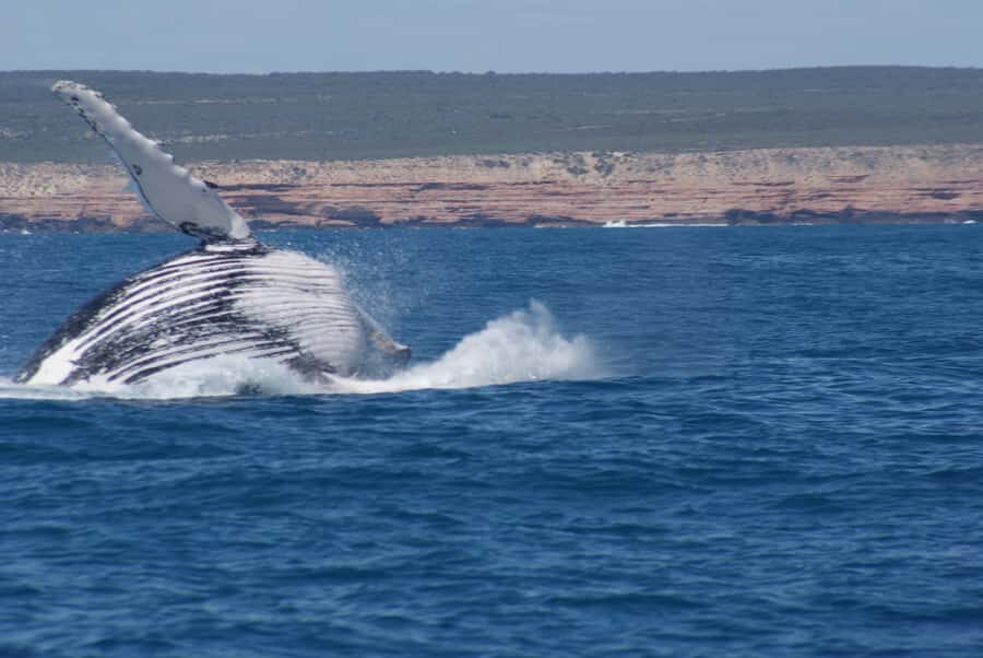 Kalbarri Whale Watching Tour - Who Should Consider This Tour?