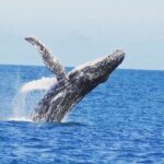 Kalbarri Whale Watching Tour Guided - Why This Tour Is a Great Pick