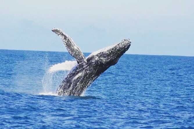 Kalbarri Whale Watching Tour Guided - Why This Tour Is a Great Pick