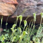 Kalbarri Wildflower Tour with Local Guide - An In-Depth Look at the Kalbarri Wildflower Tour