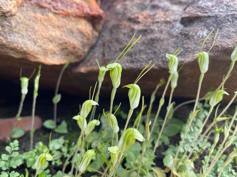 Kalbarri Wildflower Tour with Local Guide - An In-Depth Look at the Kalbarri Wildflower Tour