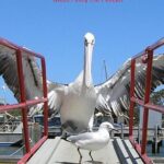 Kalgan Queen Scenic Cruises a four hour sheltered water wildlife tour daily fun. - Itinerary Breakdown: What to Expect