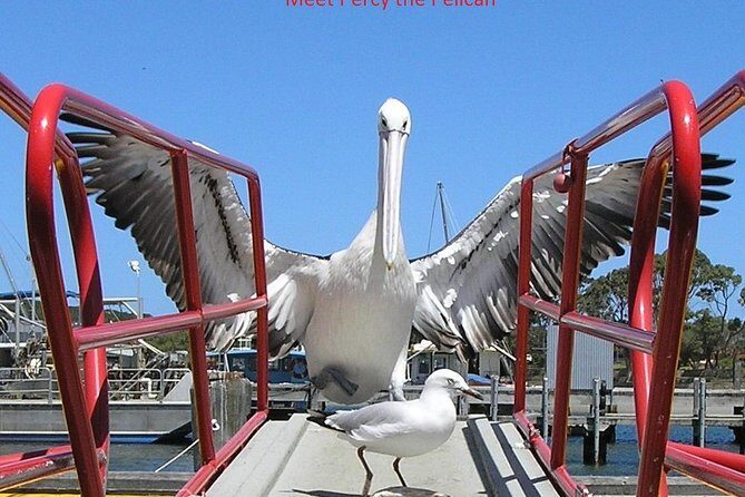 Kalgan Queen Scenic Cruises a four hour sheltered water wildlife tour daily fun. - Itinerary Breakdown: What to Expect