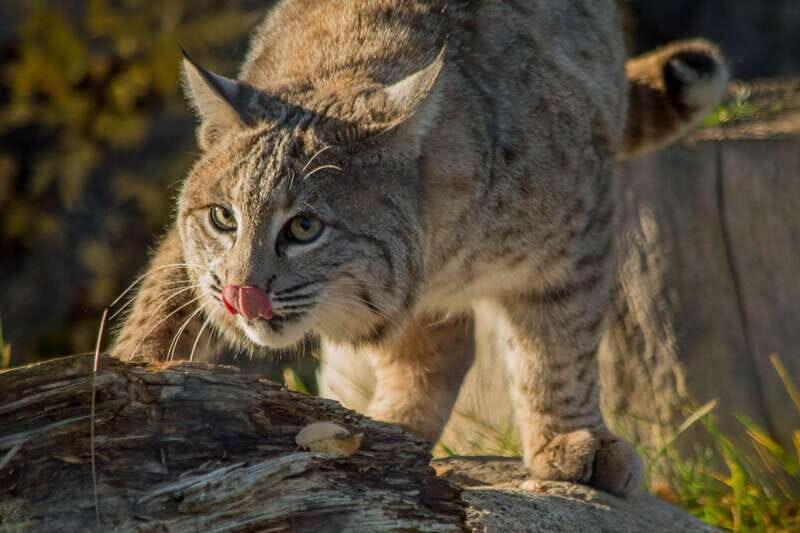 Kamloops: BC Wildlife Park Entry Ticket - The Reality of the Experience: Pros and Cons