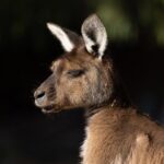 Kangaroo Experience at Healesville Sanctuary - excl. entry - Why This Experience Offers Good Value
