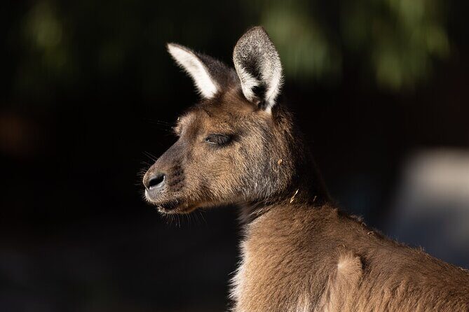 Kangaroo Experience at Healesville Sanctuary - excl. entry - Why This Experience Offers Good Value