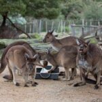 Kangaroo Experience at Melbourne Zoo - excl. entry - Practical Details to Know