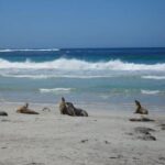 Kangaroo Island in a Day Tour from Adelaide - What Reviewers Say