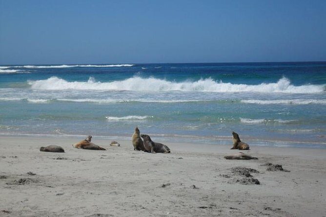 Kangaroo Island in a Day Tour from Adelaide - What Reviewers Say