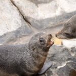 Kangaroo Island Luxury Small Group 'Flinders Chase Focus' Full Day Tour - The Itinerary Breakdown