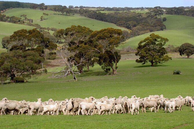 Kangaroo Island Luxury Small Group 'Island Life' Full Day Tour - What’s Included and What to Expect