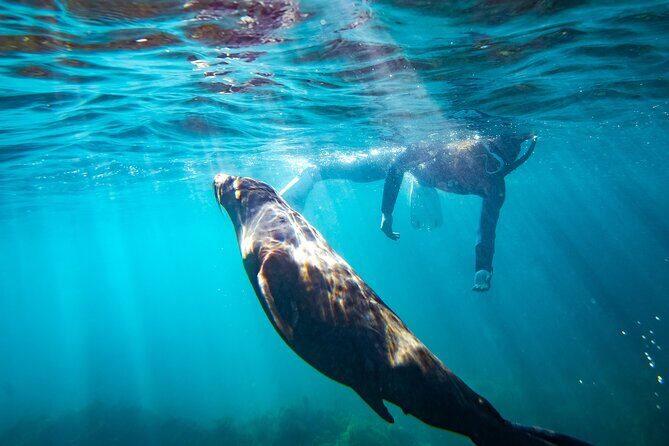 Kangaroo Island - Swim with Dolphins/Seals/Coastal Snorkel - Who Would Love This Tour?