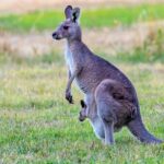 Kangaroos and Koala Experience Tour - Final Thoughts