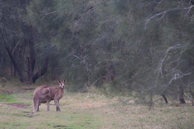 Kangaroos, mangroves and the ocean - Meeting and Practical Information