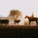 Katherine Outback Experience Show Ticket - What Is the Katherine Outback Experience?