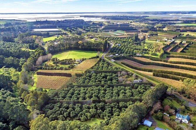 Katikati Avocado Adventure - What to Expect from the Katikati Avocado Adventure