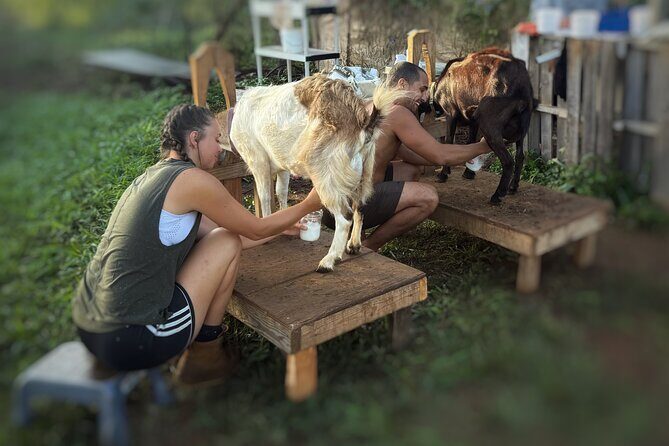 Kauai Private Baby Farm Animal Experience & Micro Dairy Immersion - The Value of the Experience