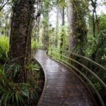Kawiti Glow Worm Cave Tour & Opua Forest Walk - Practical Details and Tips