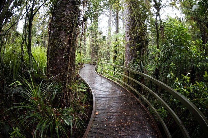Kawiti Glow Worm Cave Tour & Opua Forest Walk - Practical Details and Tips