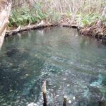 kayak through mangroves to secret beach - Practical Details and What to Expect