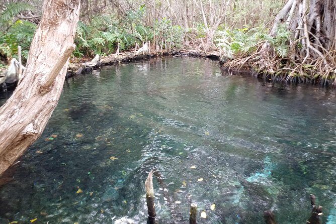 kayak through mangroves to secret beach - Practical Details and What to Expect