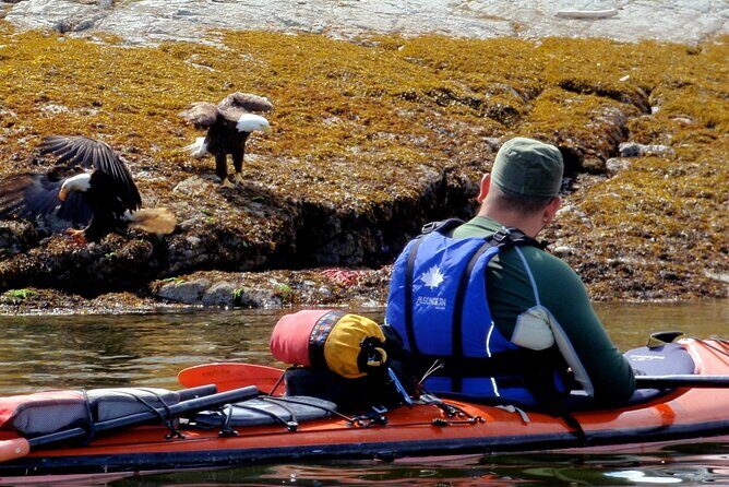 Kayaking with Whales and Wildlife - What Might Be the Drawbacks?