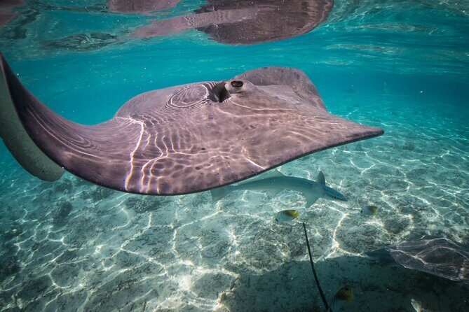 Keishi Tour Half Day Shared Excursion - Who Is This Tour Perfect For?