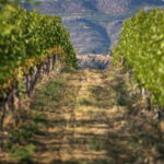 Kelowna: Lake Country Half Day Guided Wine Tour - Who Will Love This Tour?