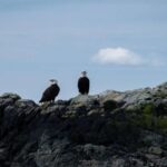 Ketchikan: Lighthouse, Totems & Eagles Excursion - Practical Details and Considerations