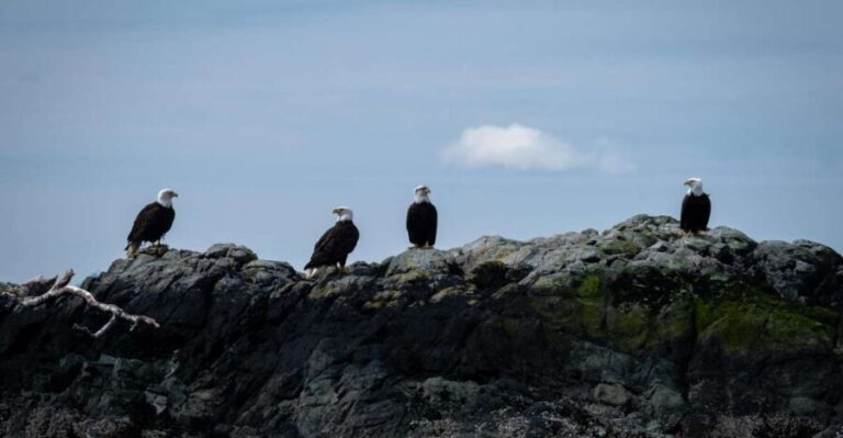 Ketchikan: Lighthouse, Totems & Eagles Excursion - Practical Details and Considerations