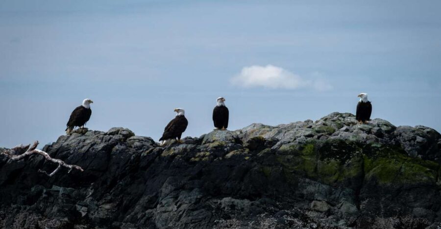 Ketchikan: Lighthouse, Totems & Eagles Excursion - Practical Details and Considerations